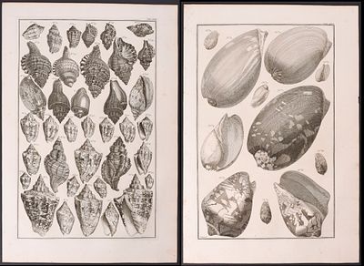 Lot 66279 - Seba - 10 Shell Engravings | Trillium Rare Prints