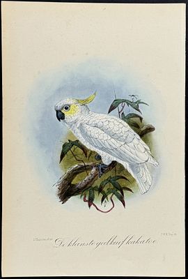 Lot 66473 - Keulemans - Cockatoo | Trillium Rare Prints