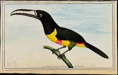 Lot 66701 - Nodder, Watercolor - Red-banded Toucan. 198 | Trillium Rare ...