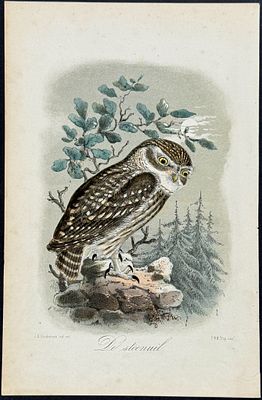 Lot 66912 - Keulemans - Owl | Trillium Rare Prints