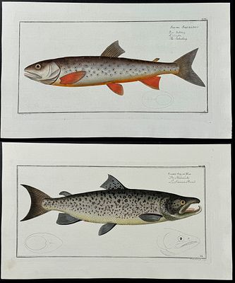 Lot 66917 - Bloch, Folio - Pair of Fish Engravings: Arctic Char ...