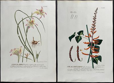 Lot 66948 - Trew & Ehret - 4 Botanical Engravings | Trillium Rare Prints