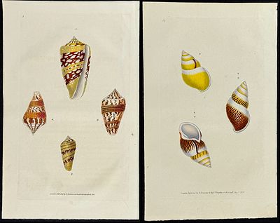 Lot 67298 - Donovan - 11 Shell Engravings | Trillium Rare Prints