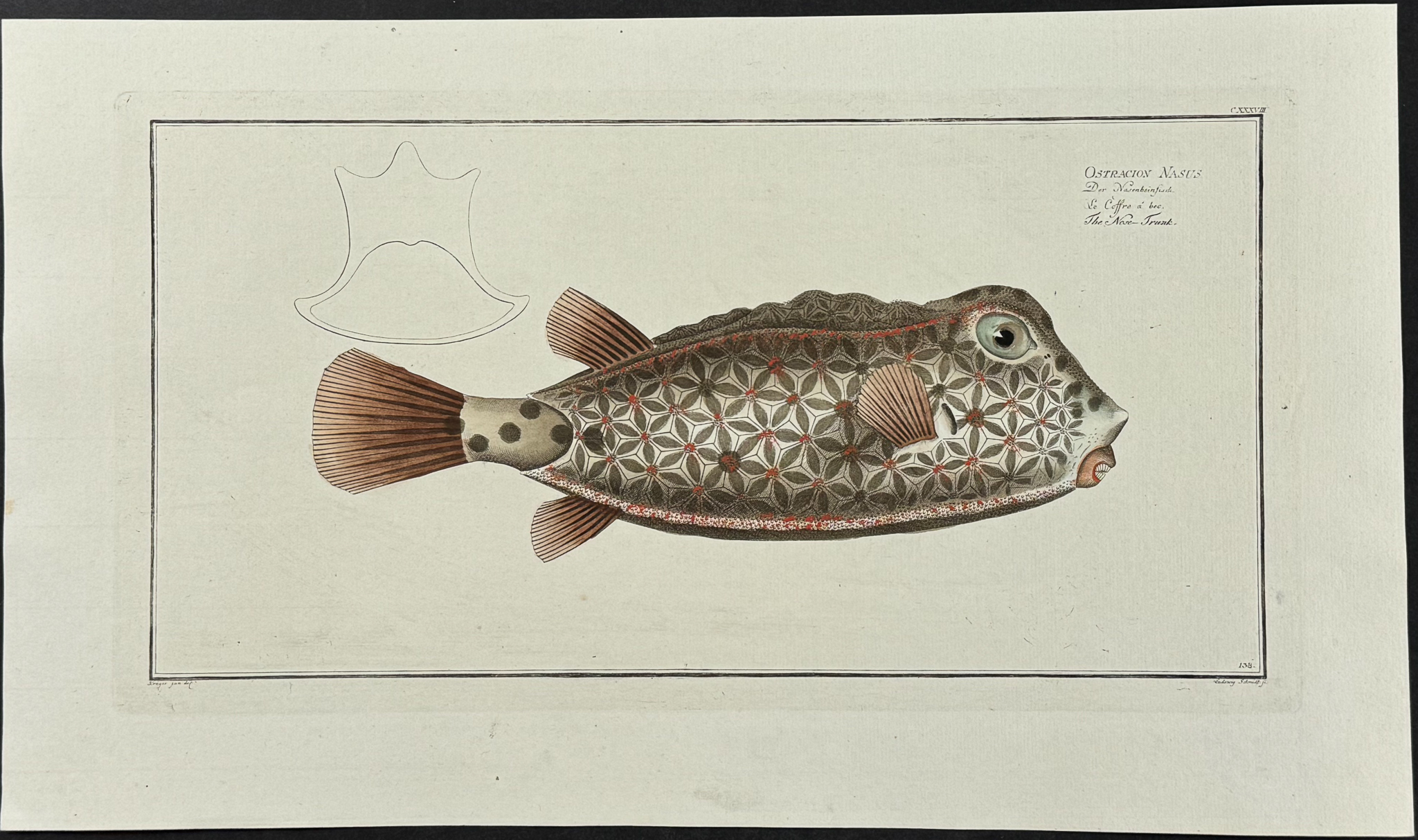 Lot 67302 - Bloch, Folio - Nose-Trunk Fish; Ostracion Nasus. 138 ...