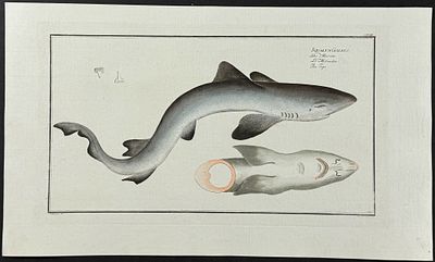 Lot 67305 - Bloch, Folio - Tope or Shark; Squalus Galeus. 118 ...