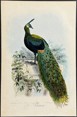 Lot 67344 - Keulemans - Peacock | Trillium Rare Prints