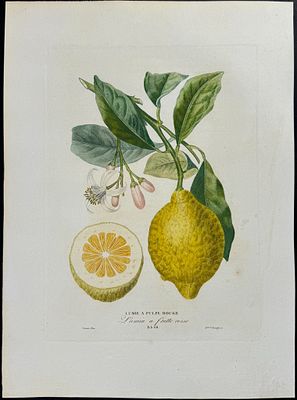 Lot 67491 - Risso - Citrus Fruit | Trillium Rare Prints