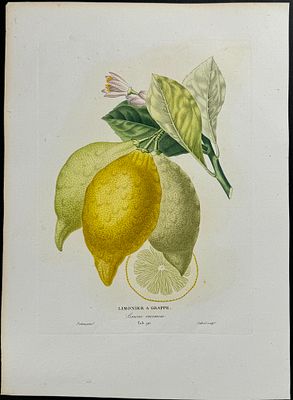 Lot 67492 - Risso - Citrus Fruit | Trillium Rare Prints