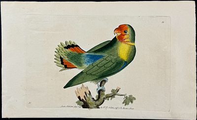 Lot 67498 - Shaw & Nodder - Guinea Parrakeet. 35 | Trillium Rare Prints