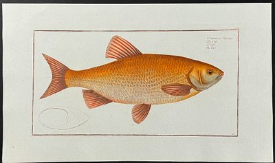 Lot 67515 - Bloch, Folio - Orf Fish; Cyprinus Orfus. 16 | Trillium Rare ...
