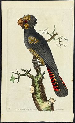 Lot 67702 - Shaw & Nodder - Magnificent Cockatoo. 50 | Trillium Rare Prints