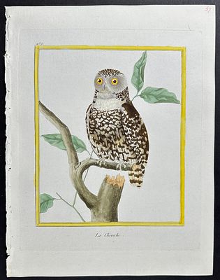Lot 67736 - Martinet & Buffon - Owl. 439 | Trillium Rare Prints
