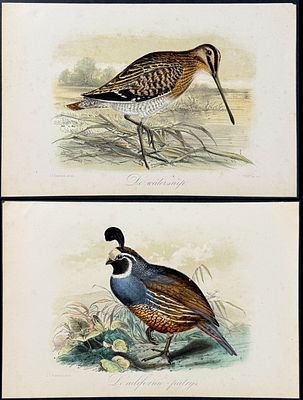 Lot 67742 - Keulemans - 6 Bird Lithographs | Trillium Rare Prints