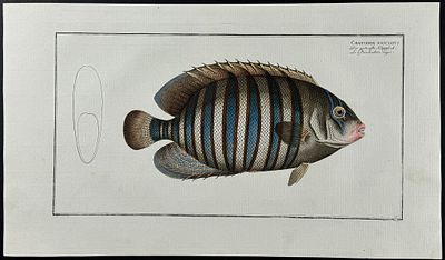 Lot 67903 - Bloch, Folio - Fish - Chaetodon Fasciatus. 195 | Trillium ...
