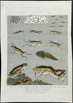 Lot 67906 - Linnaeus - Evolution and Growth of the Common Frog ...