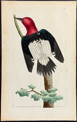 Lot 67916 - Shaw & Nodder - Red-headed Woodpecker. 126 | Trillium Rare ...
