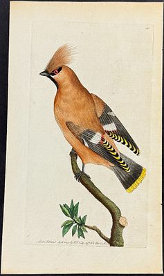 Lot 68073 - Shaw & Nodder - Bohemian Chatterer. 135 | Trillium Rare Prints