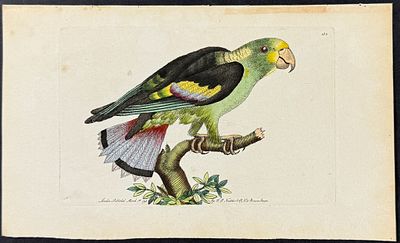 Lot 68074 - Shaw & Nodder - Black-winged Parrakeet. 132 | Trillium Rare ...