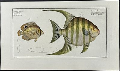Lot 68083 - Bloch, Folio - Fish - Chaetodon Ocellatus, C. Plumieri. 211 ...