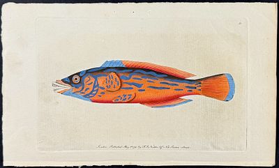 Lot 68282 - Shaw & Nodder - Fish; Beautiful Sparus. 31 | Trillium Rare ...