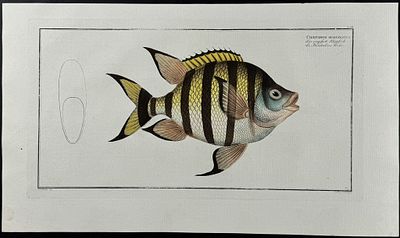 Lot 68301 - Bloch, Folio - Fish - Chaetodon Marginatus. 207 | Trillium ...