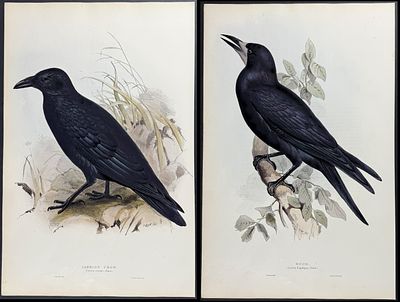 Lot 68534 - Lear & Gould - Pair of Bird Lithographs (Rook & Carrion ...