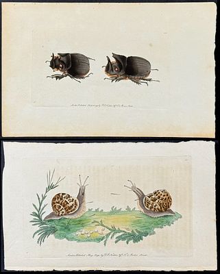 Lot 68665 - Shaw & Nodder - Pair of Engravings: Snail & Beetle ...