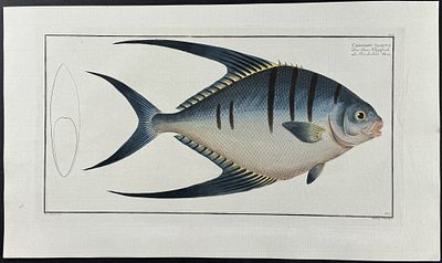 Lot 68682 - Bloch, Folio - Fish - Chaetodon Glaucus. 210 | Trillium ...