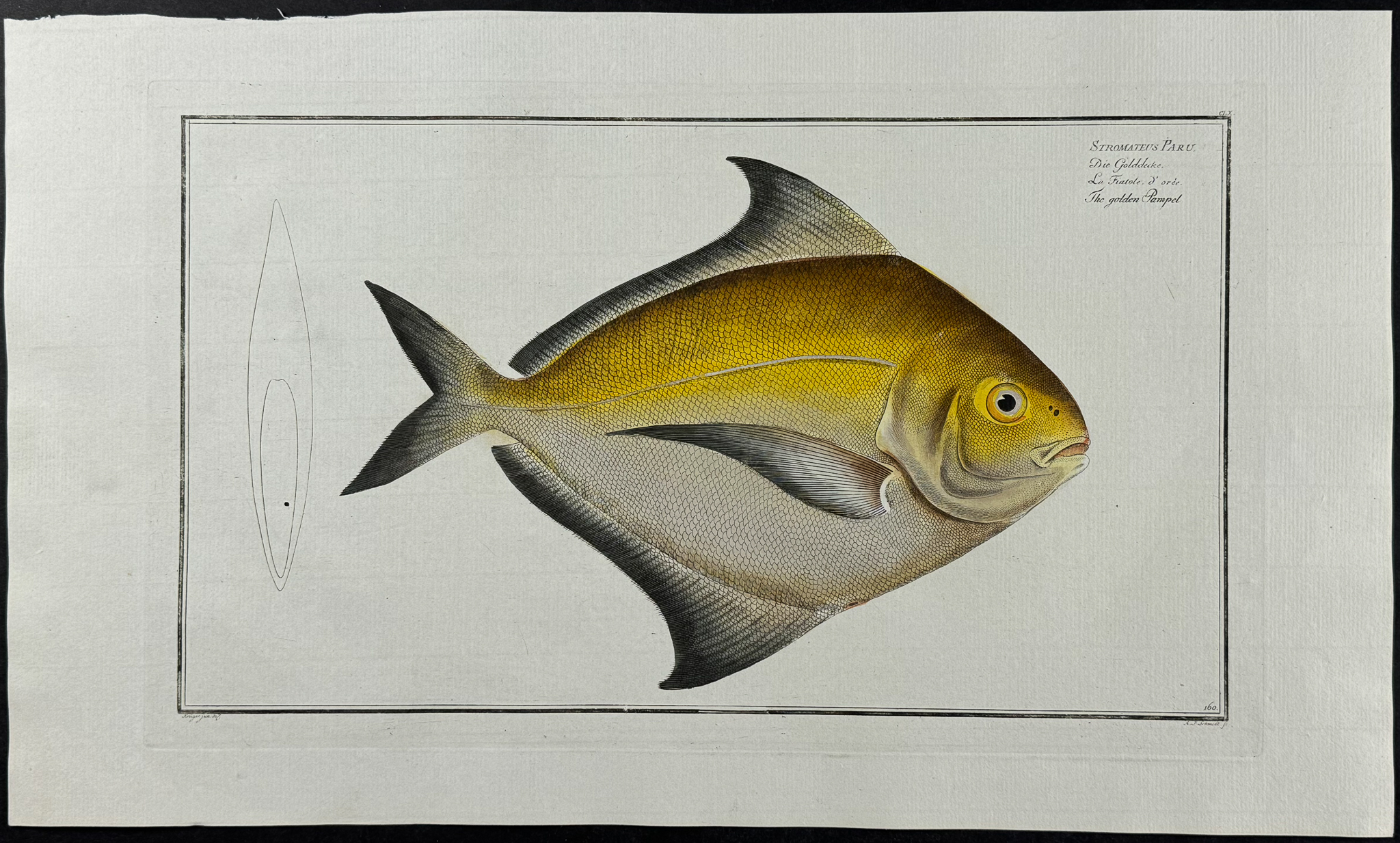Lot 68823 - Bloch, Folio - Fish - Stromateus Patus. 160 | Trillium Rare ...