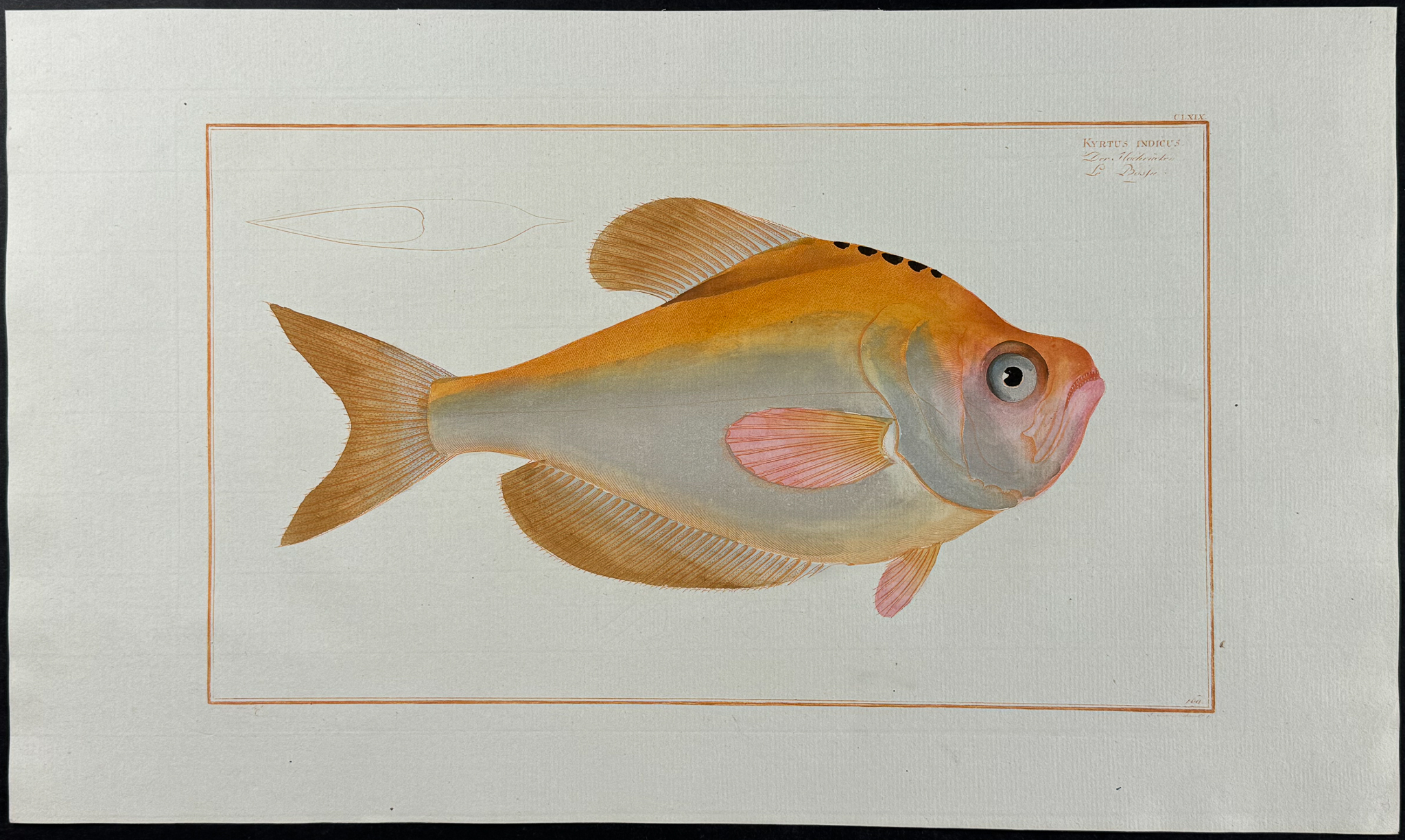 Lot 68824 - Bloch, Folio - Fish - Kyrtus Indicus. 169 | Trillium Rare ...