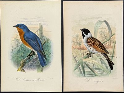 Lot 68828 - Keulemans - 6 Bird Lithographs | Trillium Rare Prints