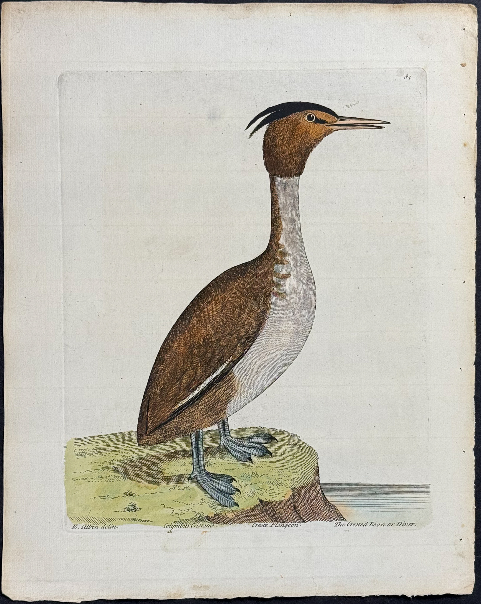 Lot 68833 - Albin - Crested Loon or Diver. 81 | Trillium Rare Prints