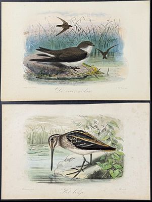 Lot 69032 - Keulemans - 21 Bird Lithographs | Trillium Rare Prints