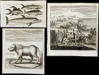 Lot 69107 - Dampier - 9 Natural History Engravings | Trillium Rare Prints
