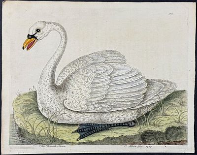 Lot 69232 - Albin - Swan. 96 | Trillium Rare Prints