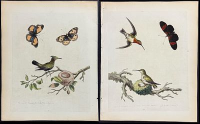 Lot 69233 - Edwards - Pair of Hummingbird Engravings | Trillium Rare Prints