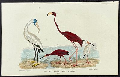 Lot 69243 - Wilson - Flamingo, Wood Ibis, Scarlet Ibis, & White Ibis ...