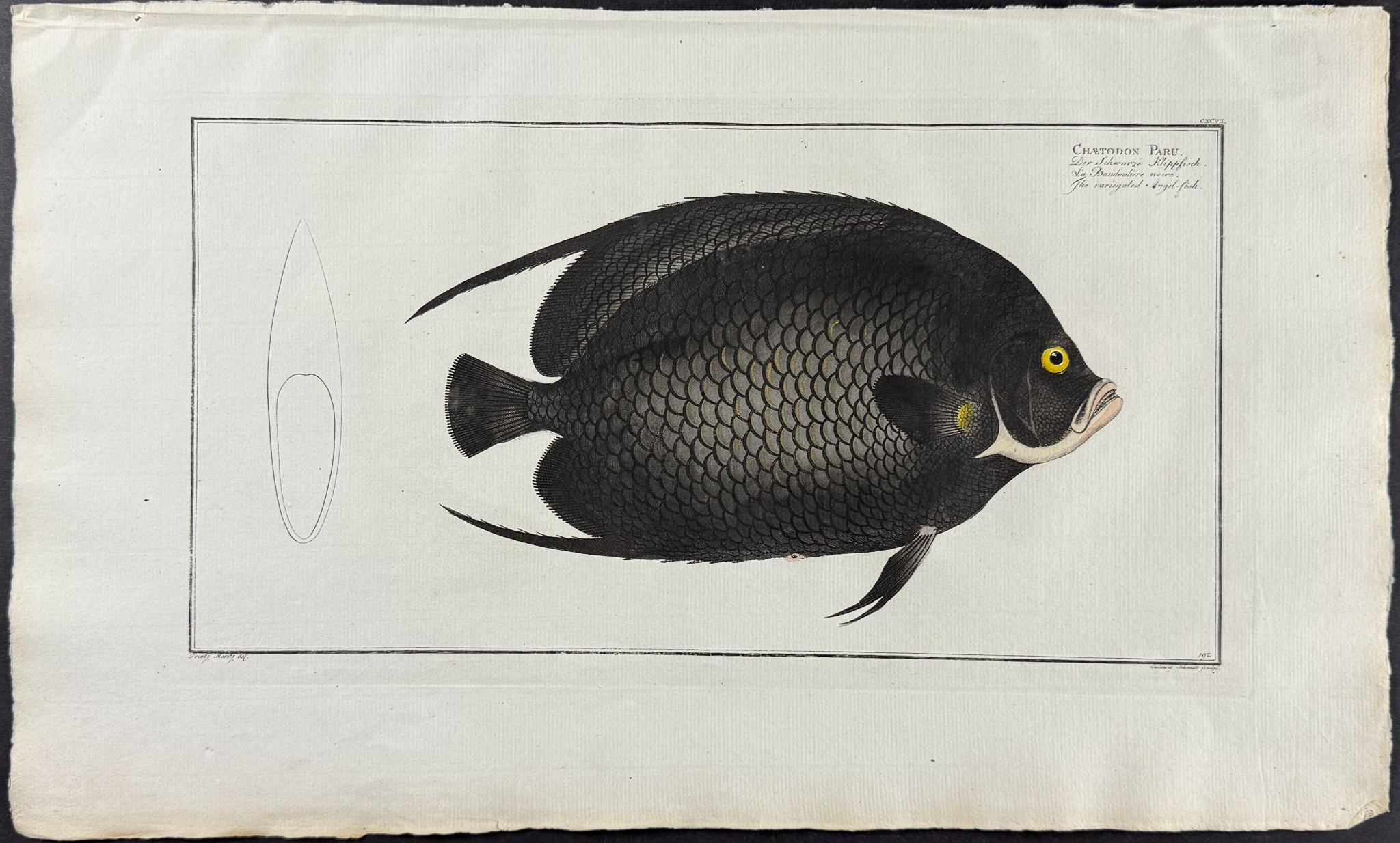 Lot 69419 - Bloch, Folio - Variegated Angel-Fish; Chaetodon Paru. 197 ...