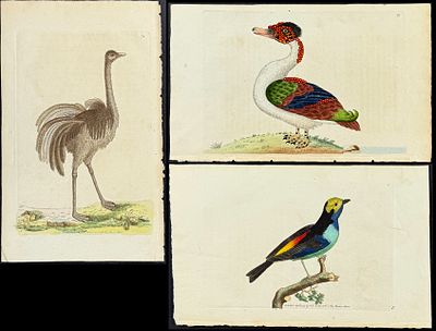 Lot 69604 - Shaw & Nodder - 9 Bird Engravings | Trillium Rare Prints