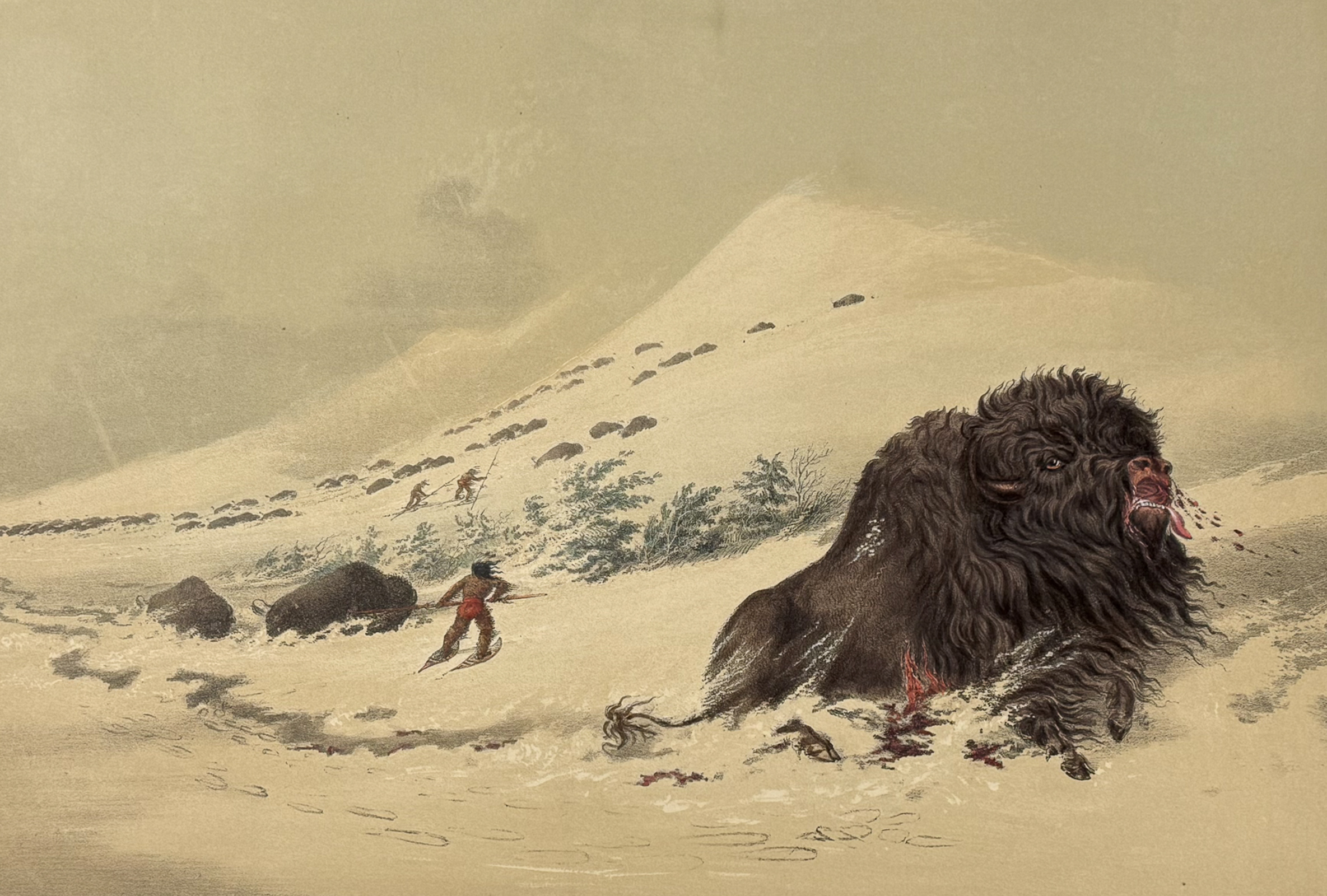 Lot 69838 - Catlin, On Card - Dying Buffalo Bull, in Snow Drift ...