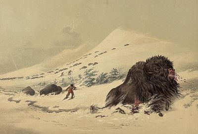 Lot 69838 - Catlin, On Card - Dying Buffalo Bull, in Snow Drift ...