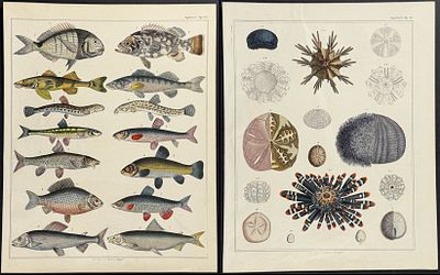 Lot 69890 - Oken - 7 Sea Life Lithographs (Ray, Shark, Fish, Salamander ...