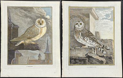 Lot 70100 - Buffon - 5 Owl Engravings | Trillium Rare Prints