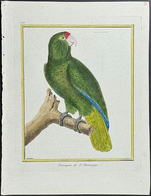 Lot 70338 - Martinet & Buffon - Parrot. 792 | Trillium Rare Prints