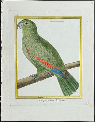 Lot 70339 - Martinet & Buffon - Parrot. 861 | Trillium Rare Prints
