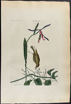 Lot 70342 - Catesby, Folio - Yellow-Rump. 58 | Trillium Rare Prints