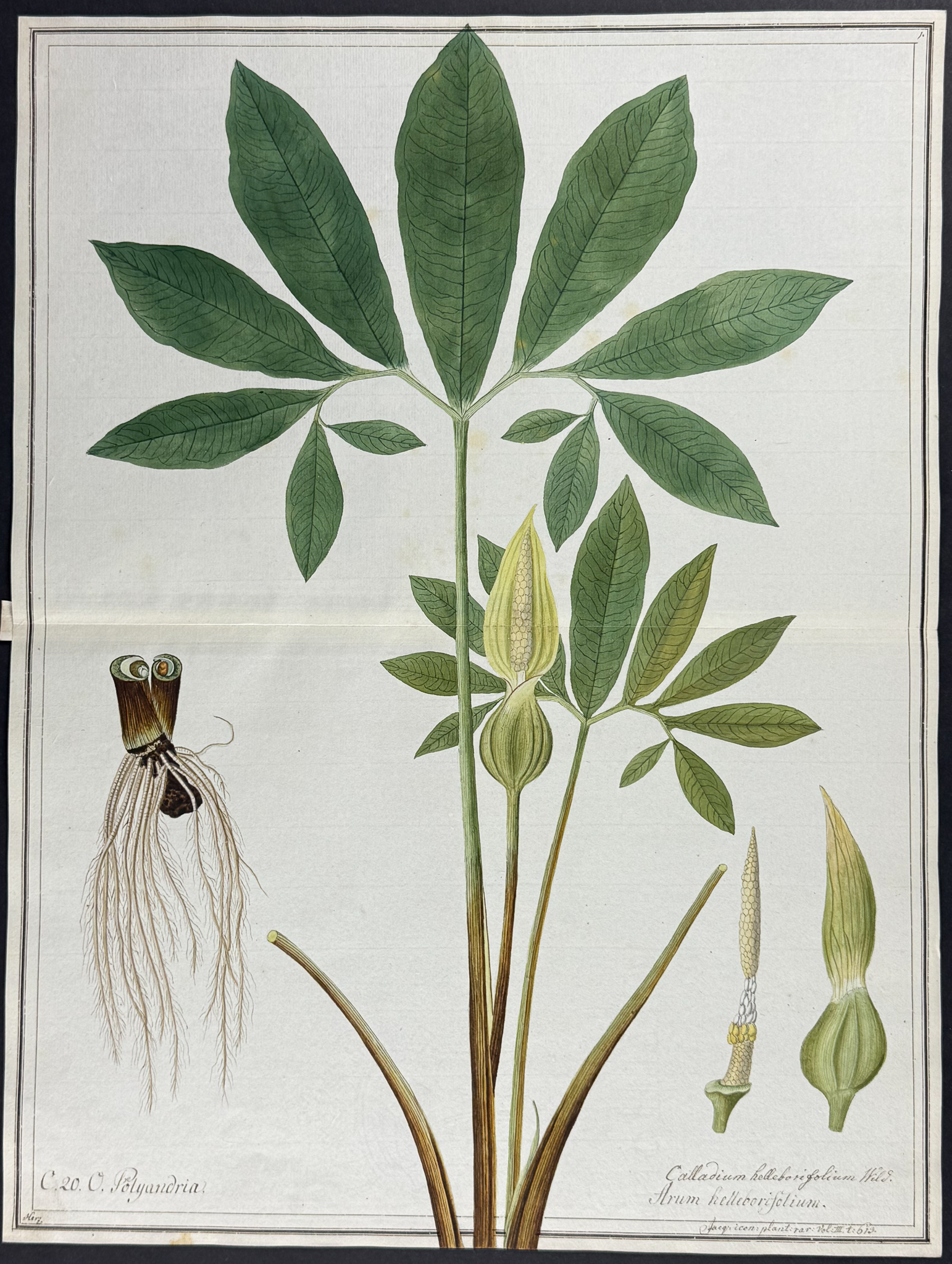 Lot 70506 - Original Watercolor of Corpse Lily or Titan Arum (Arum ...