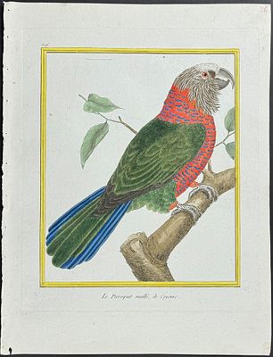Lot 70732 - Martinet & Buffon - Parrot. 626 | Trillium Rare Prints
