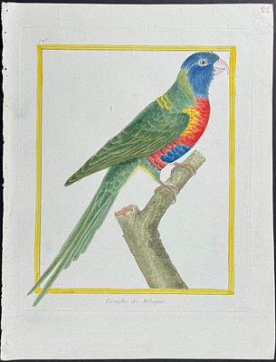 Lot 70735 - Martinet & Buffon - Parrot. 743 | Trillium Rare Prints