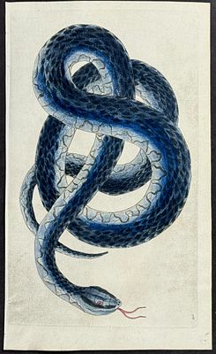 Lot 70913 - Shaw & Nodder, On Vellum - Fasciated Snake. 266 | Trillium ...